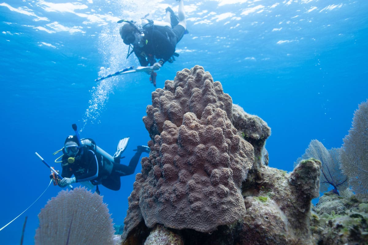 Our Work - Perry Institute for Marine Science