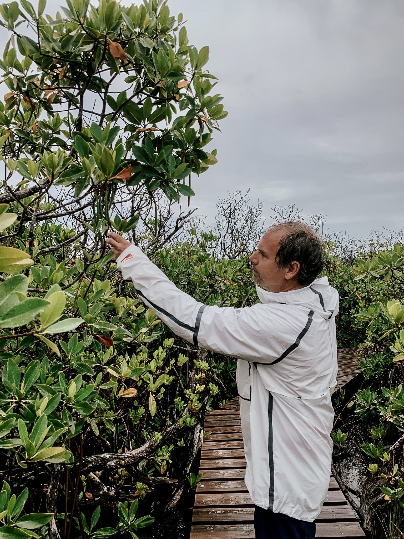 Restoring the Lungs of the Sea: Why Mangroves Matter - Perry Institute ...