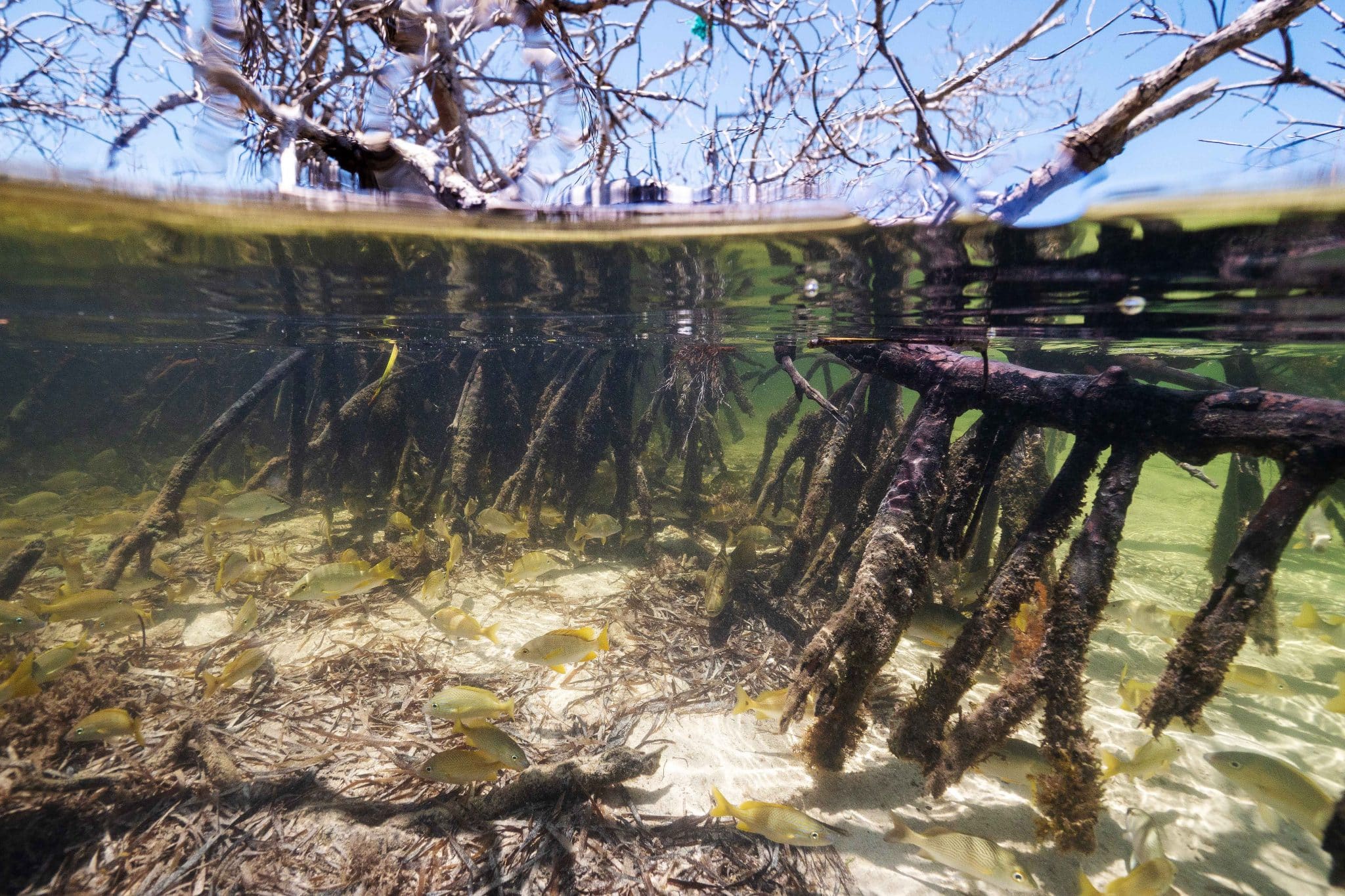 Mangrove Report Card for The Bahamas - Perry Institute for Marine Science