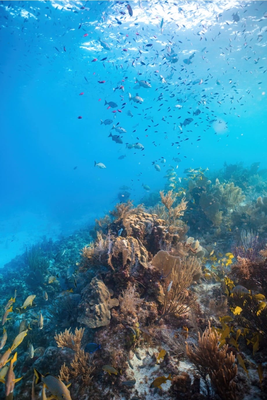 Cayman Islands and Perry Institute team up to monitor reefs and combat ...