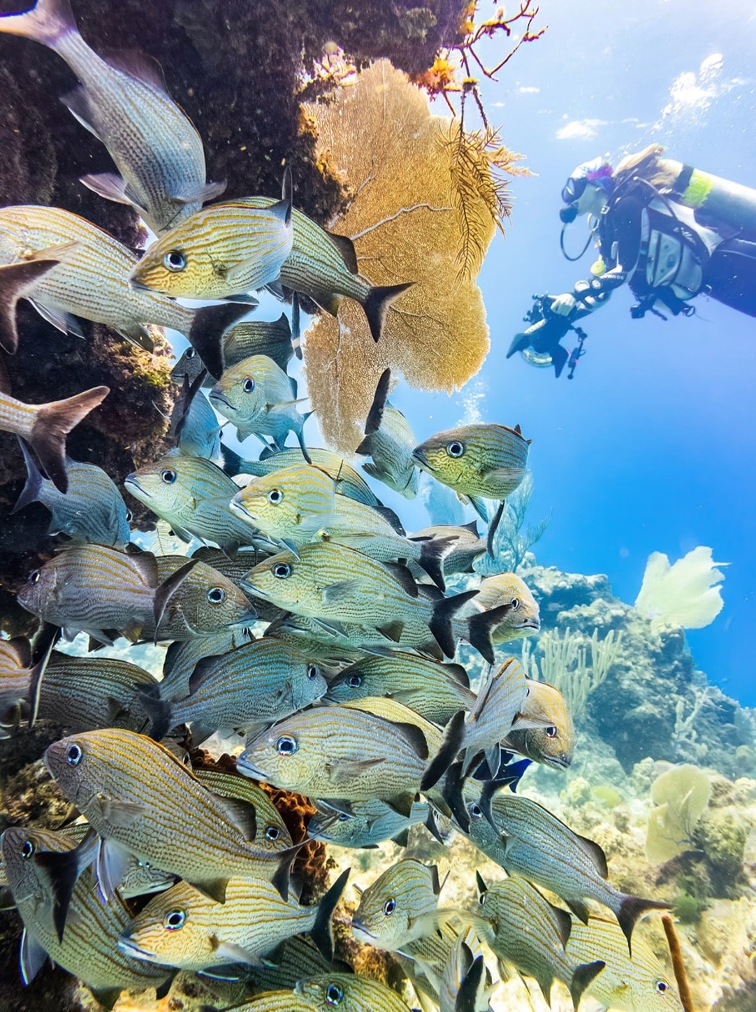 Cayman Islands and Perry Institute team up to monitor reefs and combat ...
