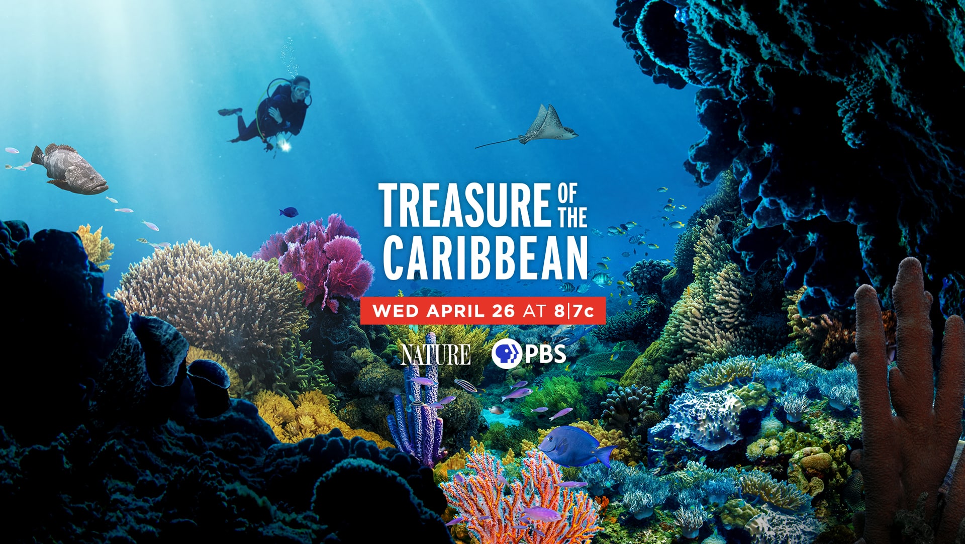 PBS Premiere of “Nature: Treasure of the Caribbean” on April 26 - Perry ...