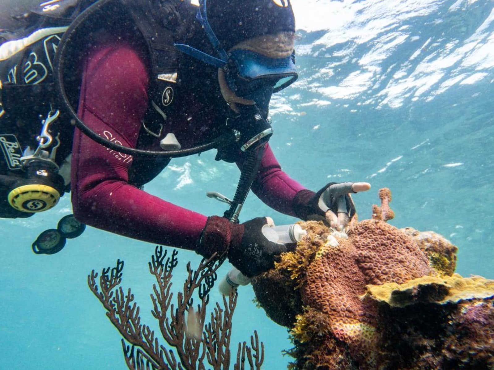 Saving Sandy Cay – Our Crusade Against SCTLD in Abaco - Perry Institute ...