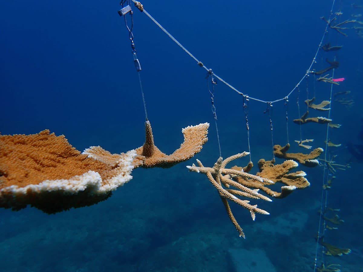 Reef Rescue Network - Perry Institute for Marine Science