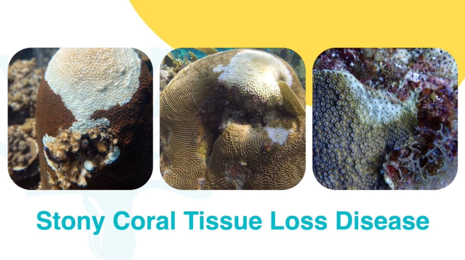 Community Engagement - Perry Institute for Marine Science