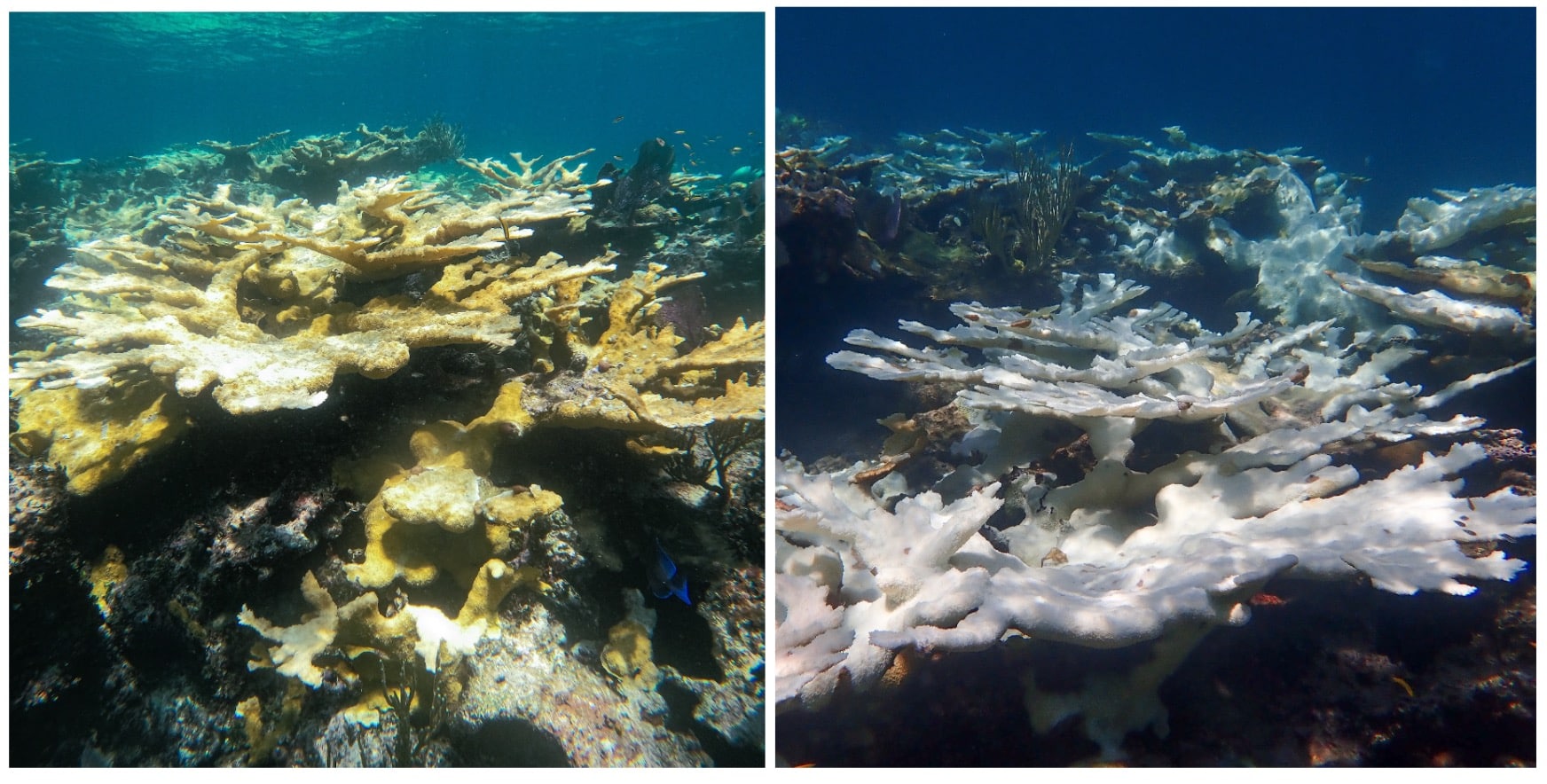 Coral Bleaching Crisis: Massive Bleaching Demands Major Response ...