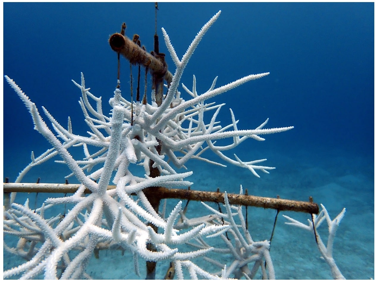 Coral Bleaching Crisis: Massive Bleaching Demands Major Response ...