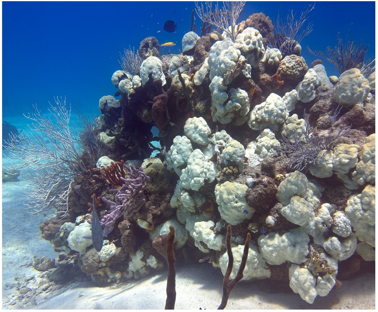 Coral Bleaching Crisis: Massive Bleaching Demands Major Response ...
