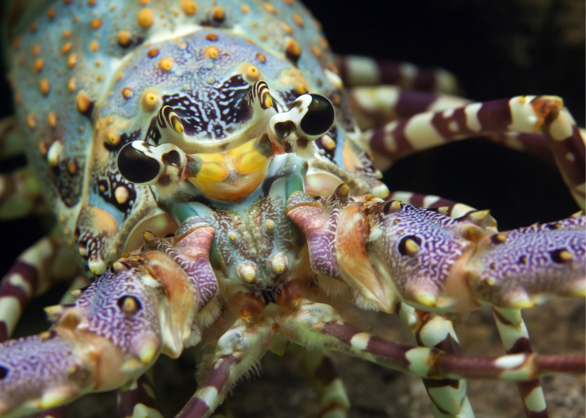 Crawfish Closed Season in The Bahamas: April 1 - July 31