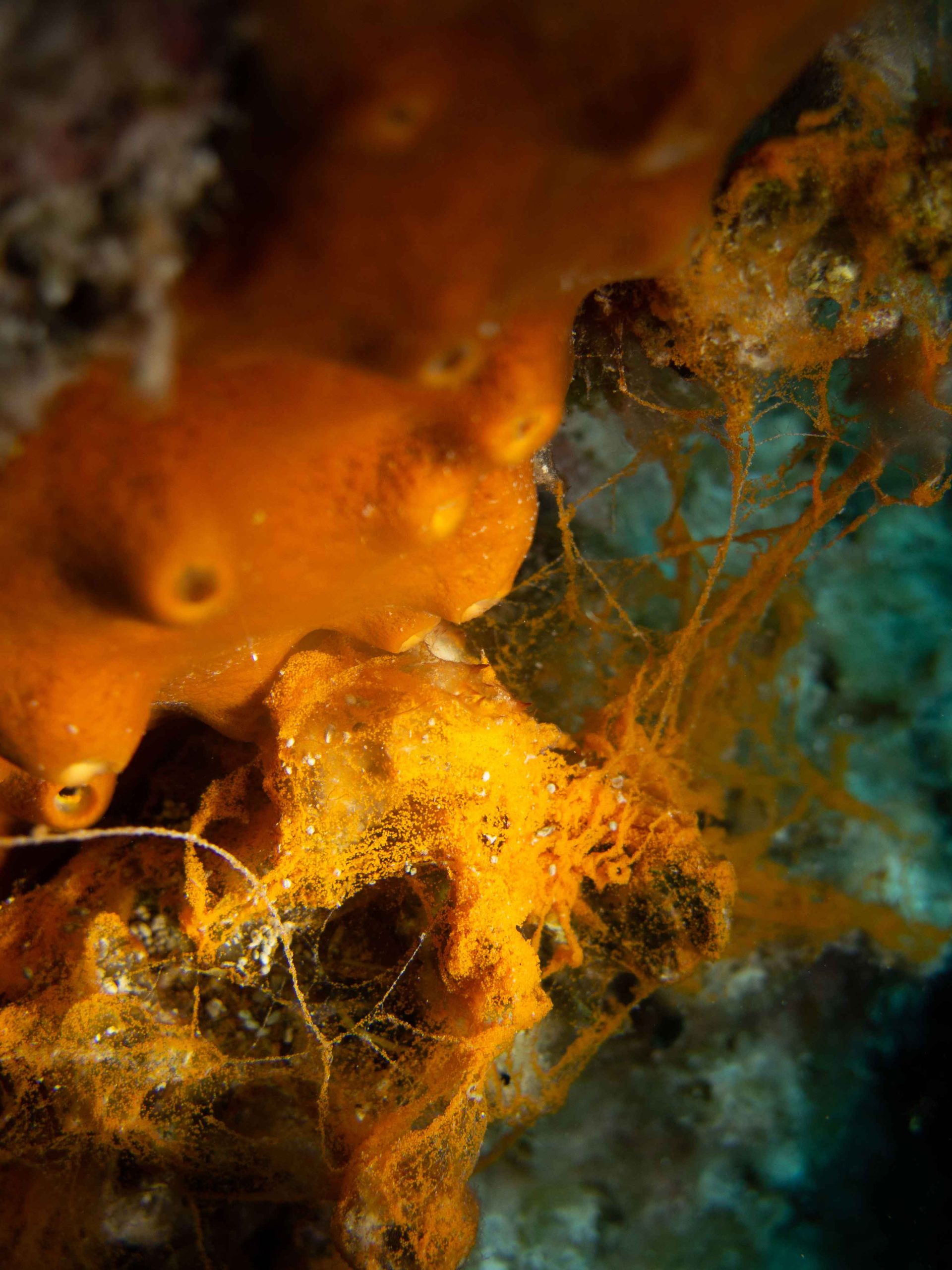 Spectacular Spawning Sponges