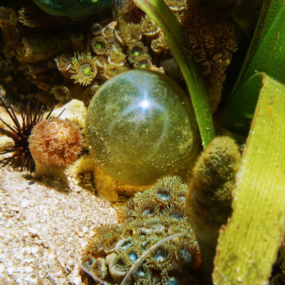 Species Spotlight: Sea Pearl
