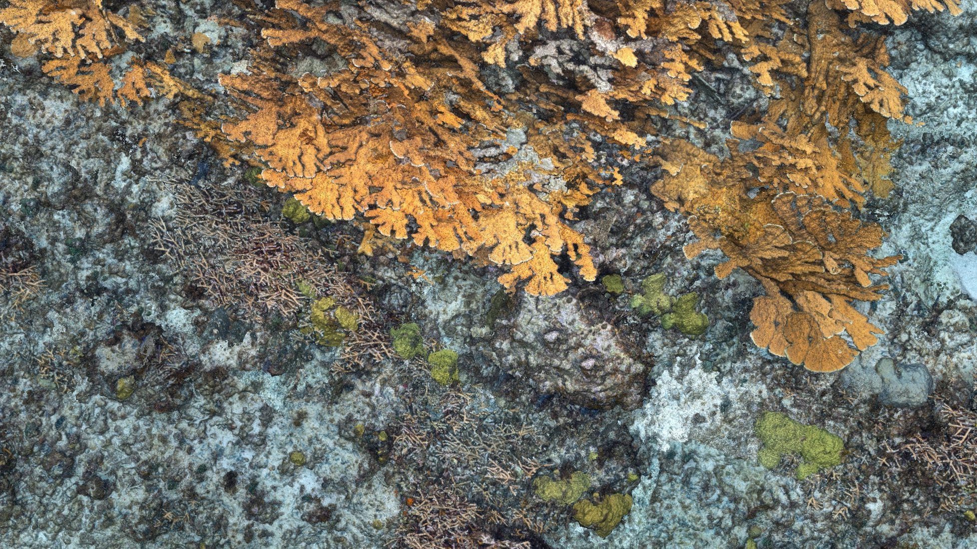 Photogrammetry: A New Tool To Practice Coral ID