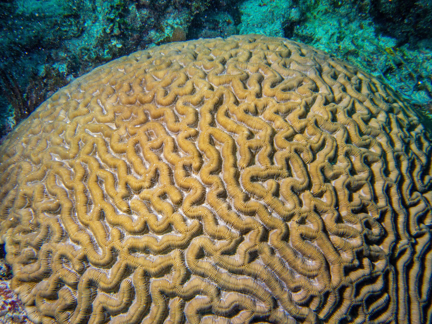 Can You Recognize the Brainiest Caribbean Corals?