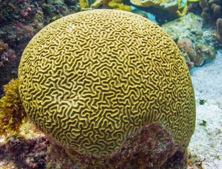 Can You Recognize the Brainiest Caribbean Corals?