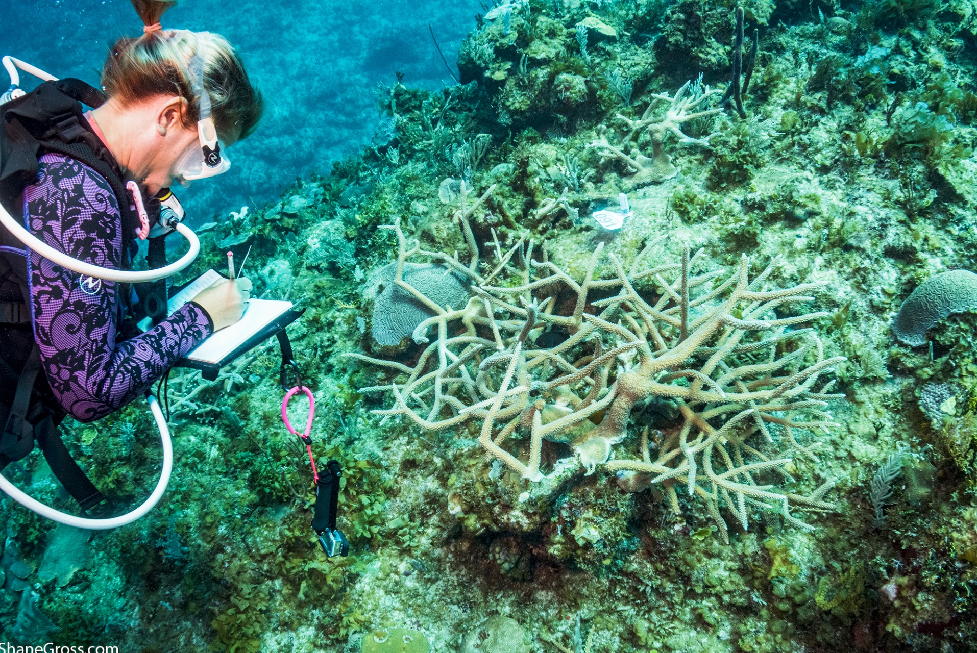 Coral Reef Monitoring with Photogrammetry