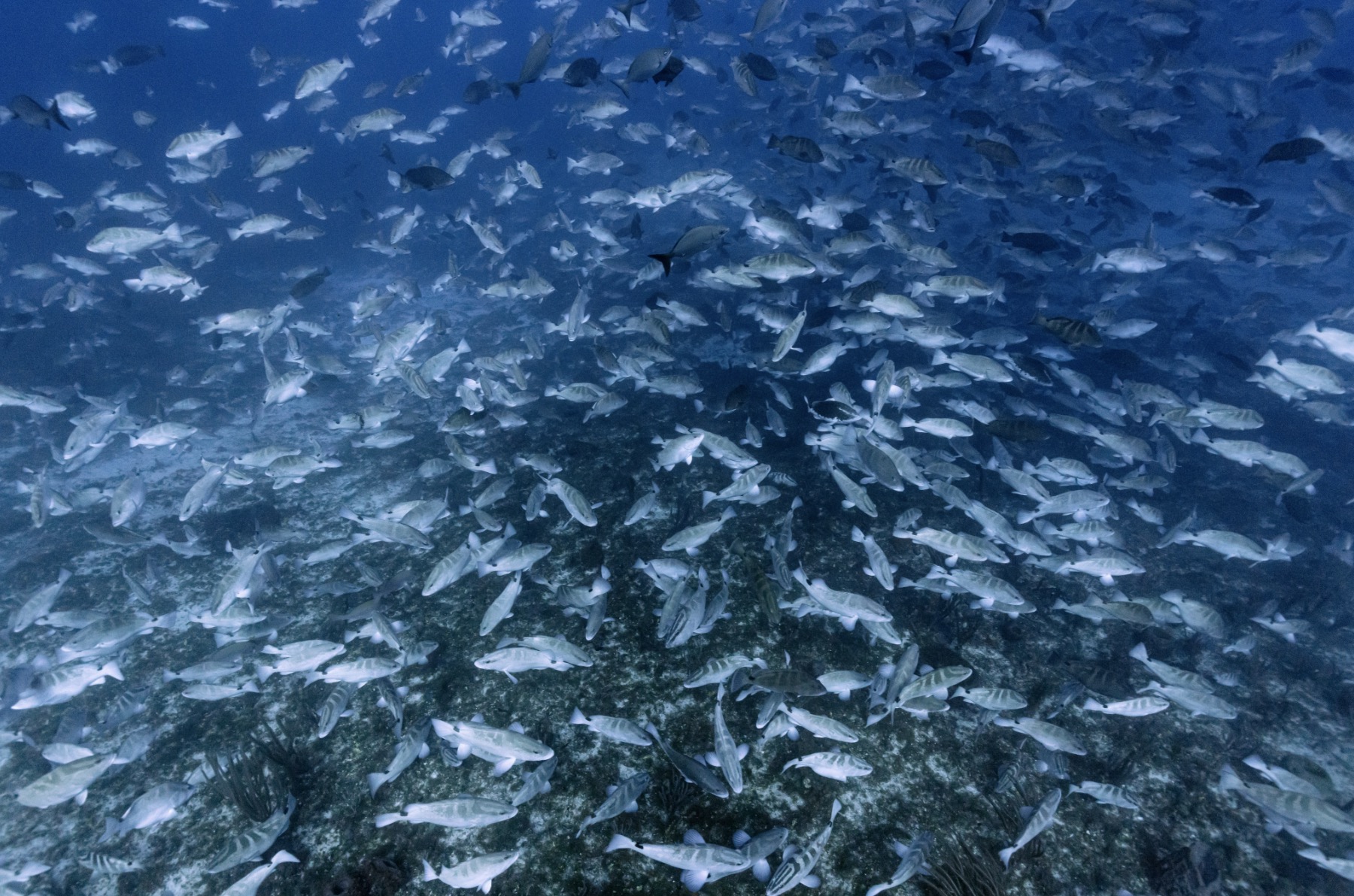 Thriving Nassau Grouper Spawning Aggregation in The Bahamas