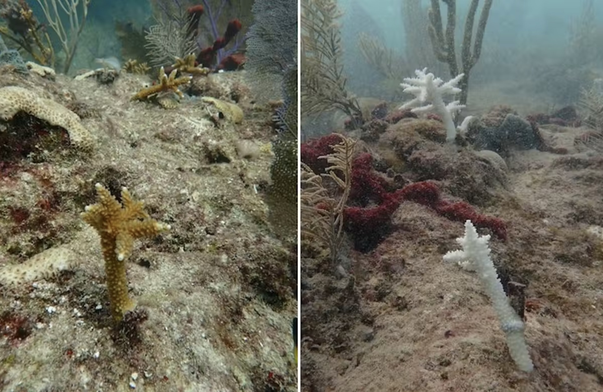 Florida’s Reef Crossed a Line: Functional Extinction Explained